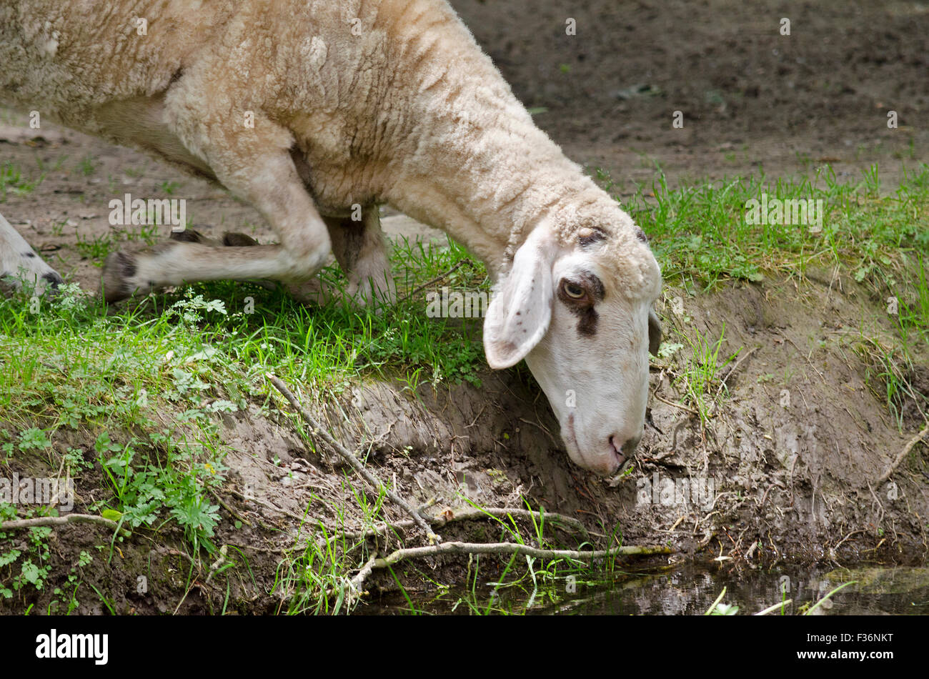 Sheep watering hi-res stock photography and images - Alamy