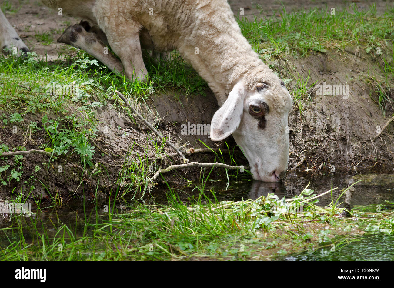 Sheep in the summer afternoon on a watering place Stock Photo - Alamy