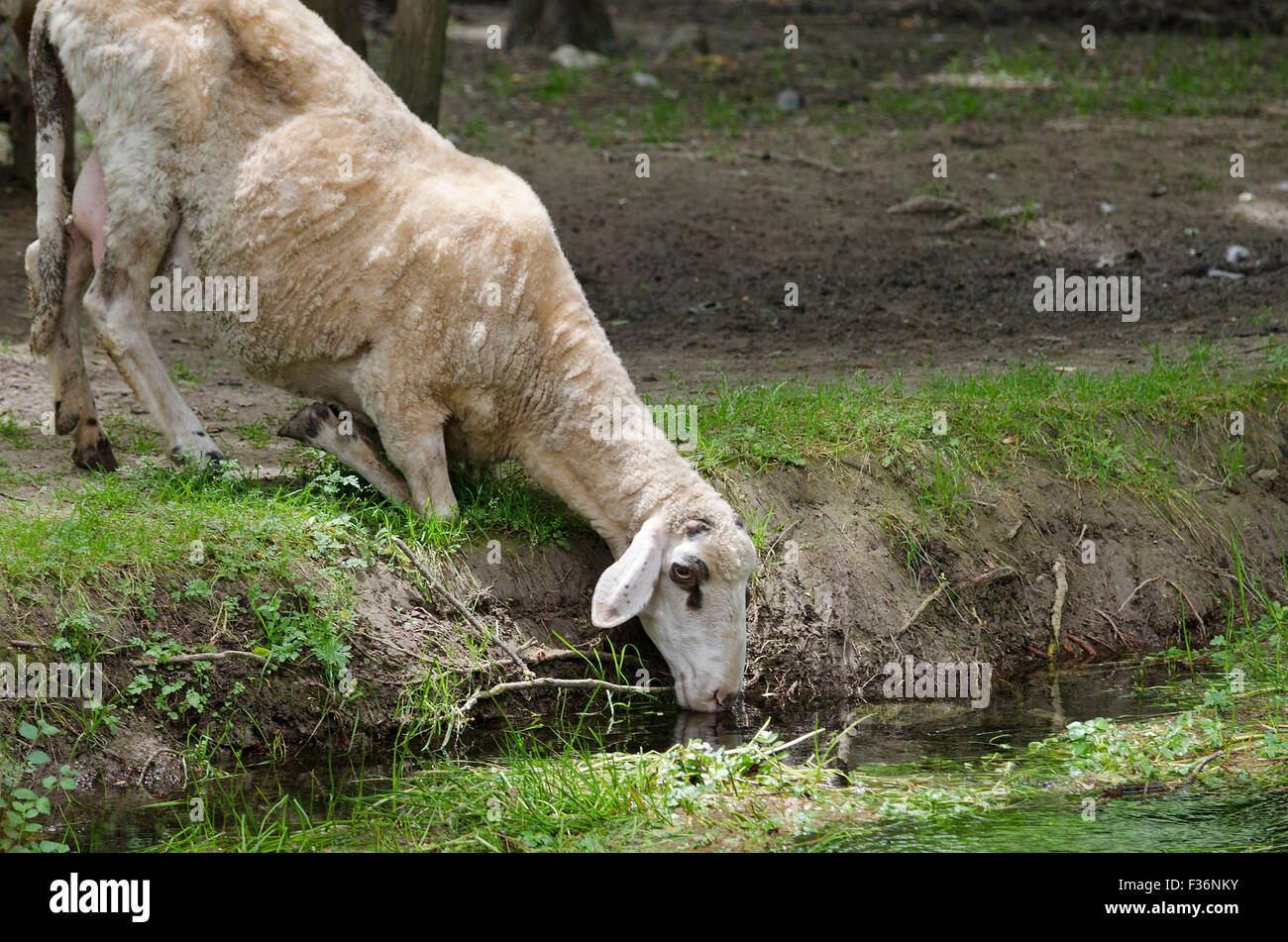 Sheep in the summer afternoon on a watering place Stock Photo - Alamy