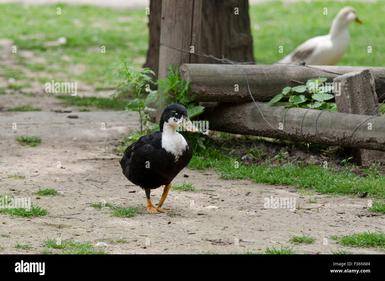 One duck standing in the yard Stock Photo - Alamy