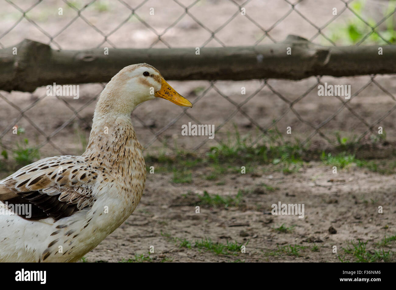 One duck standing in the yard Stock Photo - Alamy