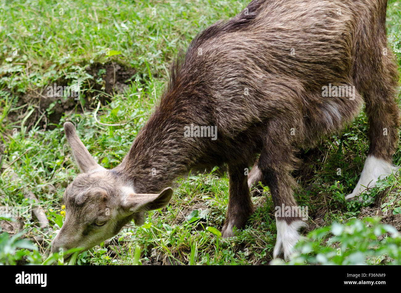 One goat in the yard of village Stock Photo - Alamy