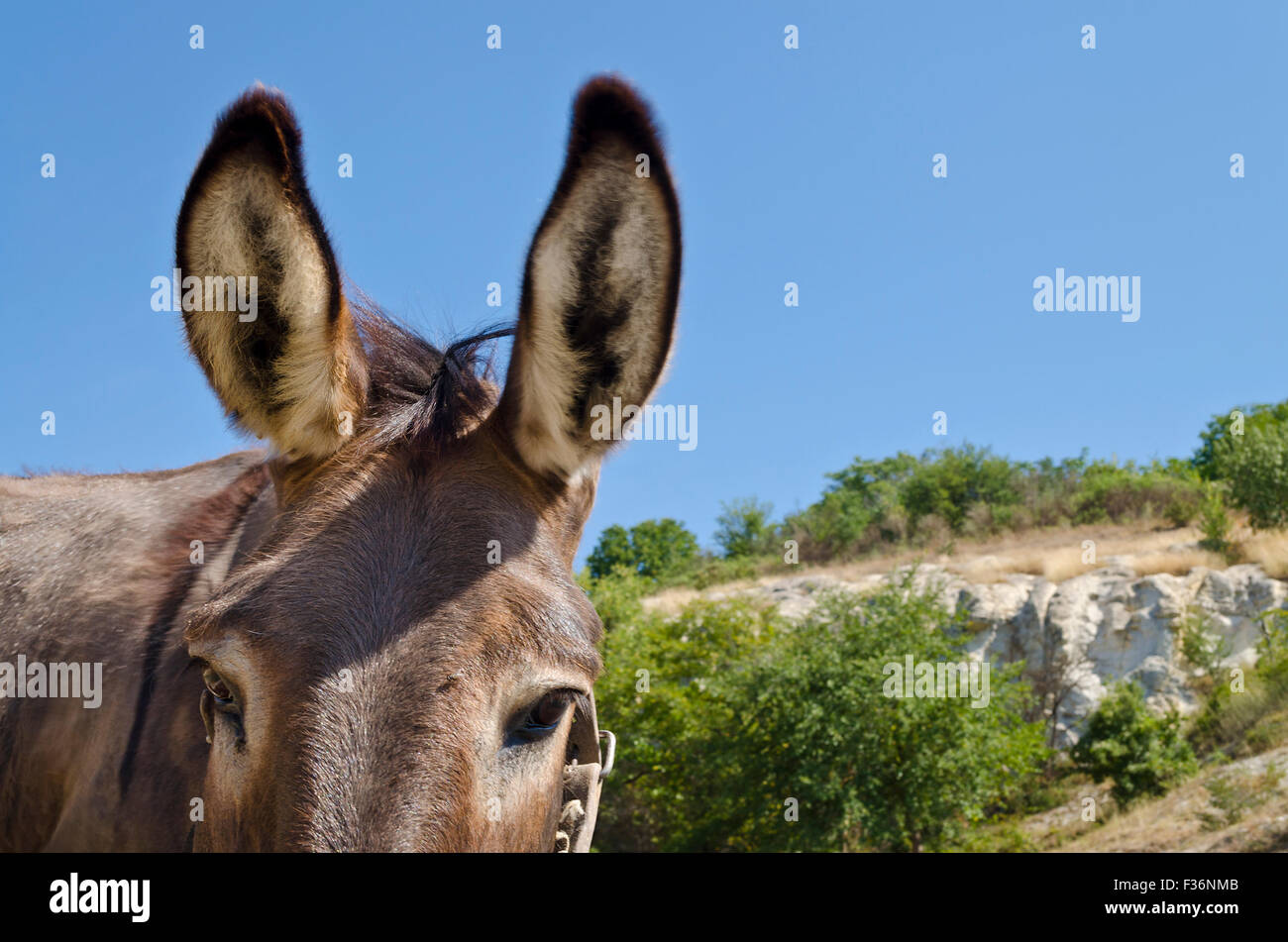 Donkey ear hi-res stock photography and images - Alamy