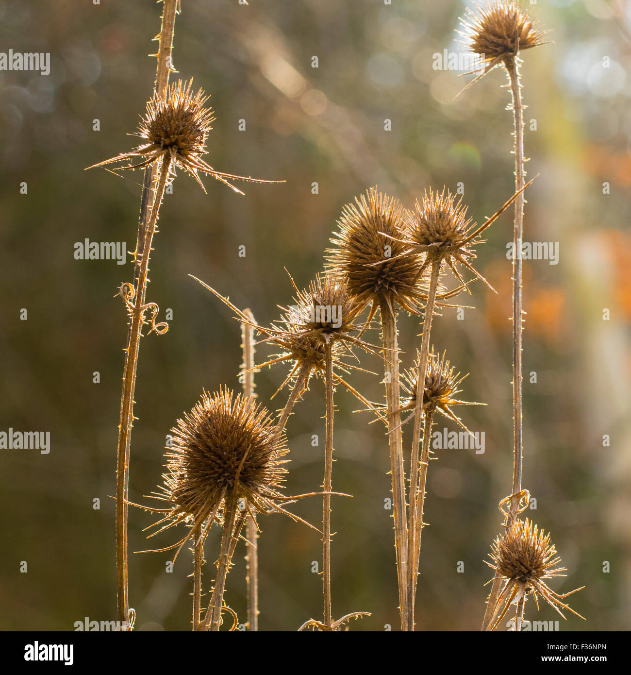 Dried burdock head hi-res stock photography and images - Alamy