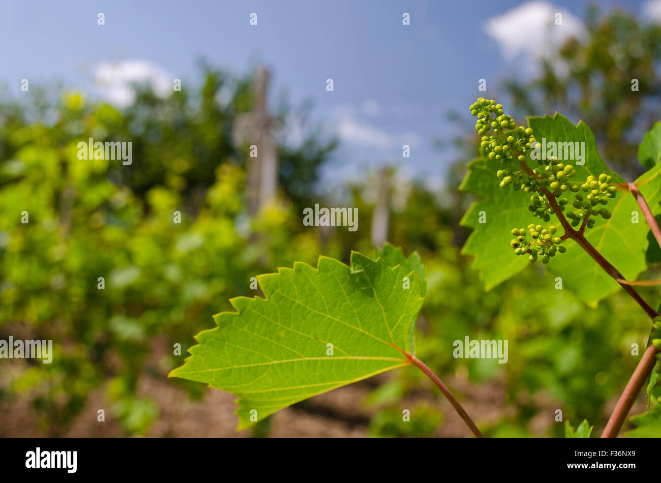 Growing bio grapes in the northern Bulgaria in the summer Stock Photo - Alamy