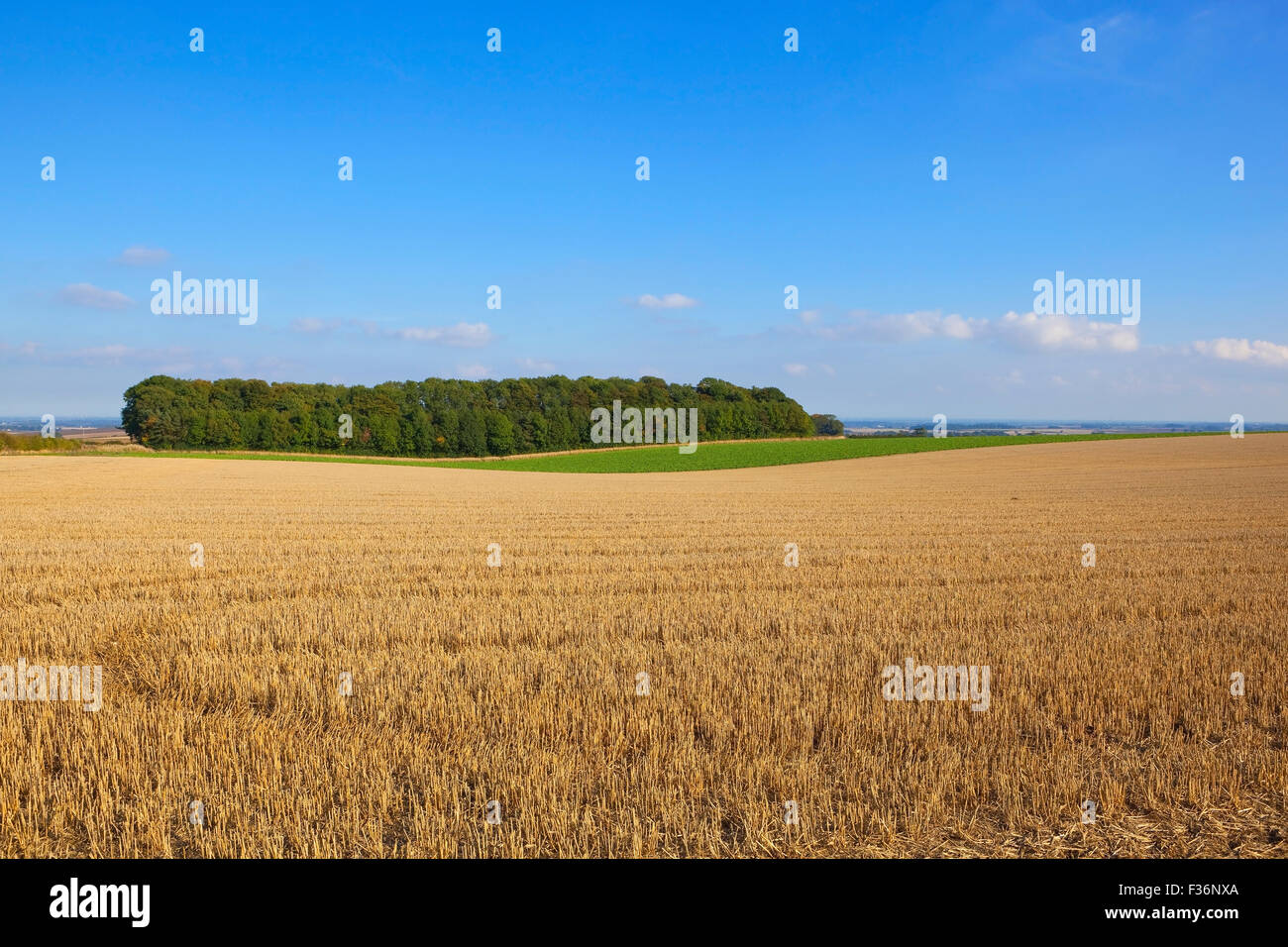 A small copse with green fields and golden stubble in the patchwork ...