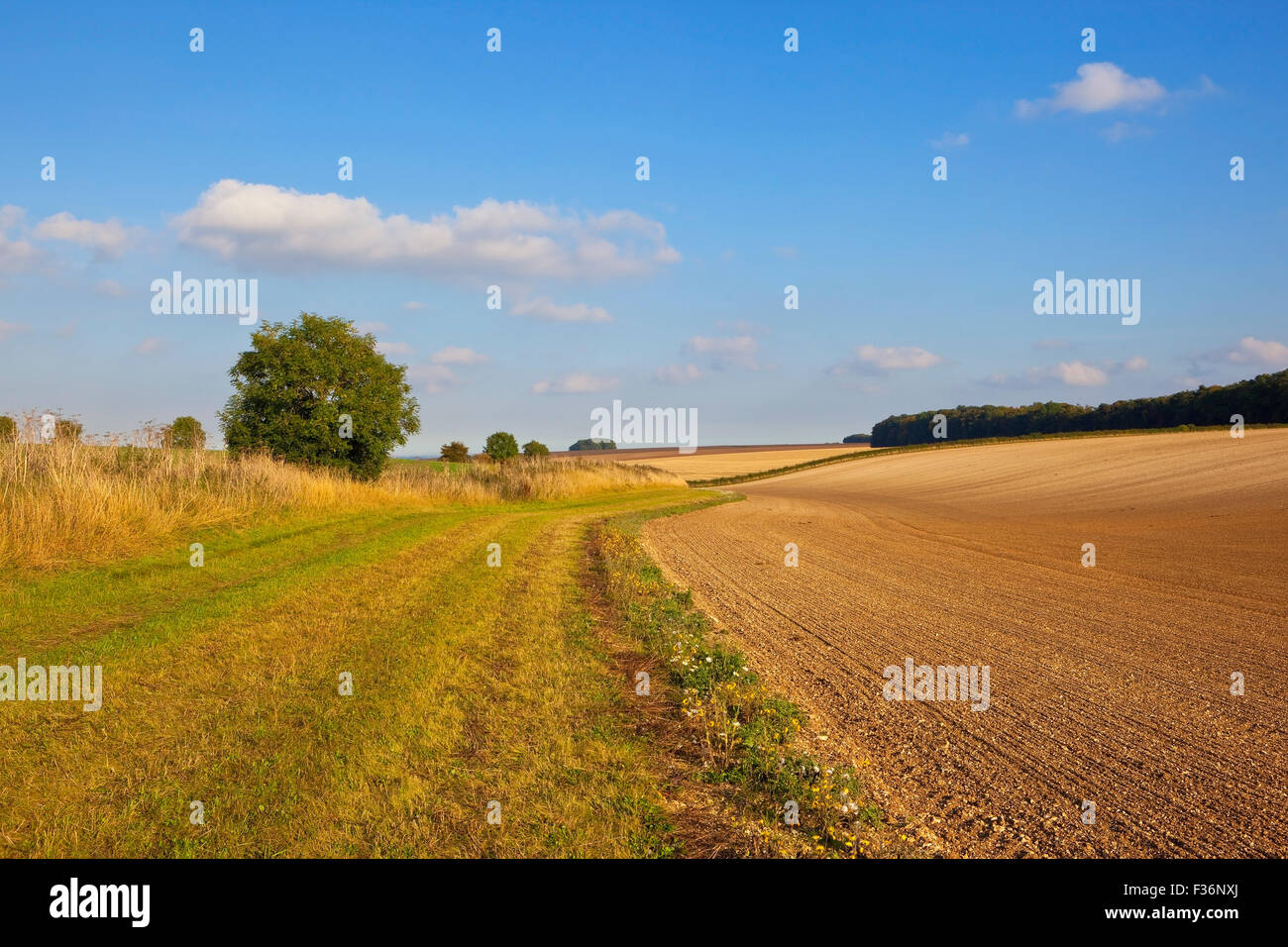 September landscape with cultivated fields, hedgerows and trees by a ...