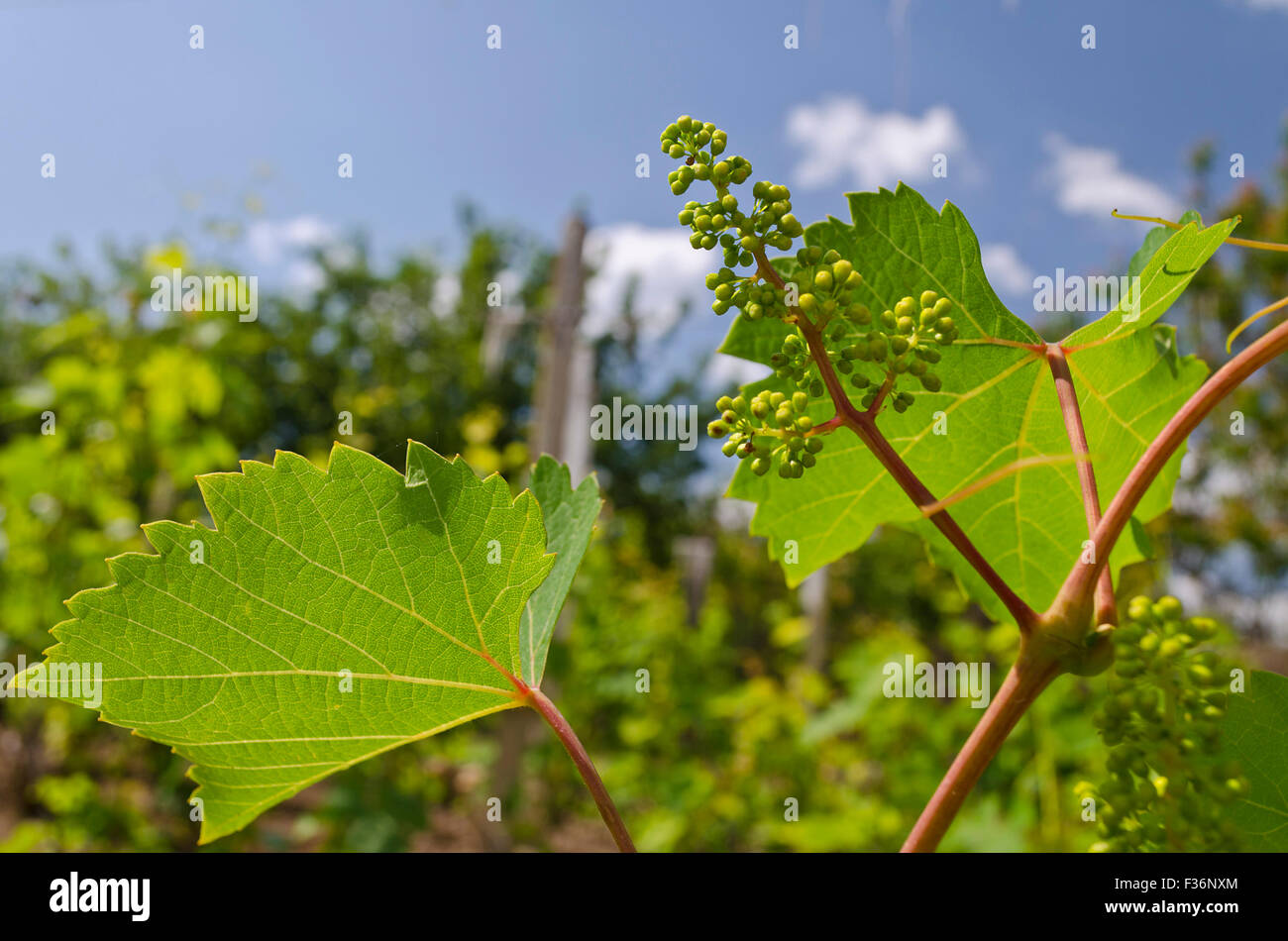 Growing bio grapes in the northern Bulgaria in the summer Stock Photo - Alamy