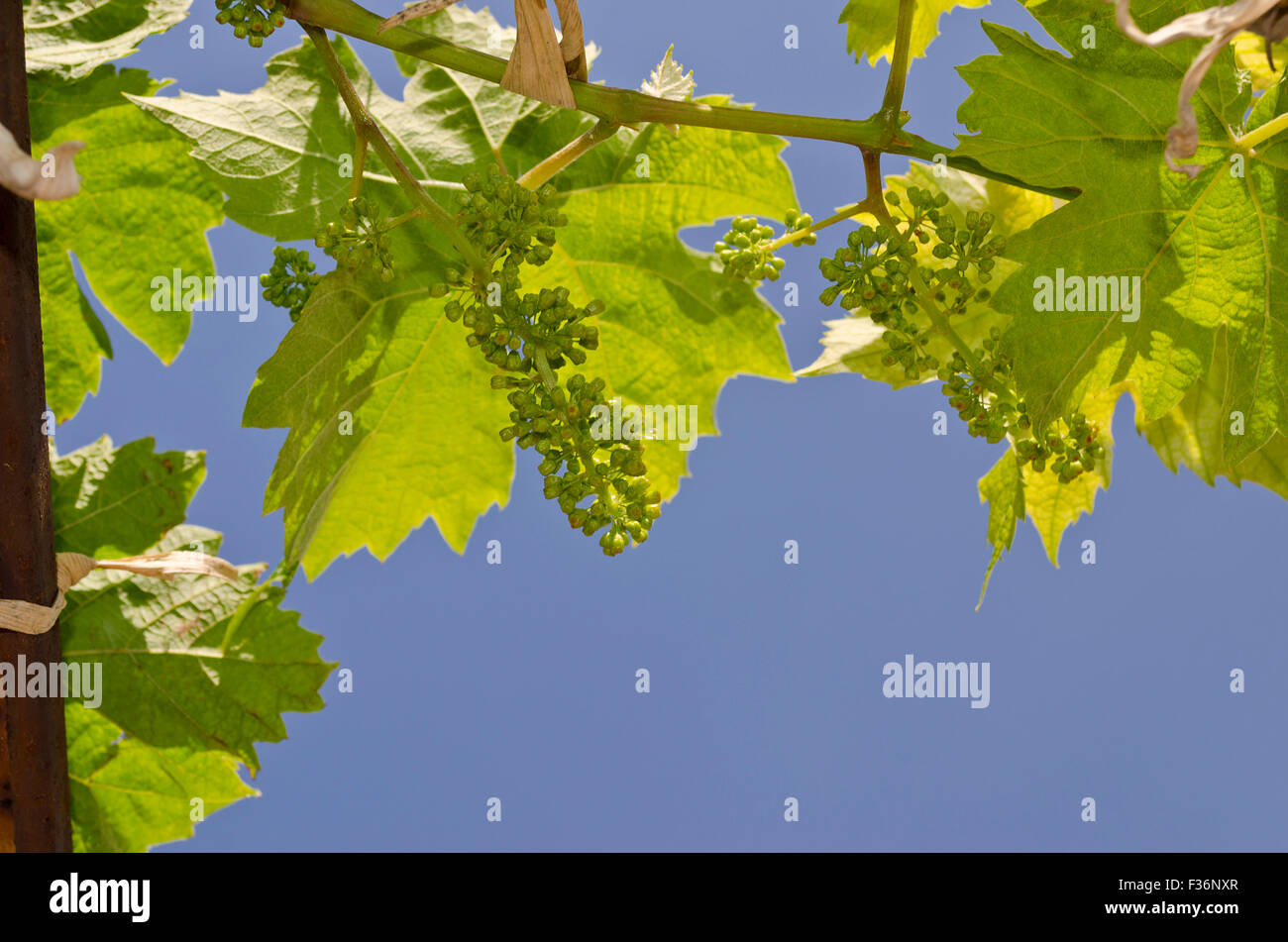Growing bio grapes in the northern Bulgaria in the summer Stock Photo ...