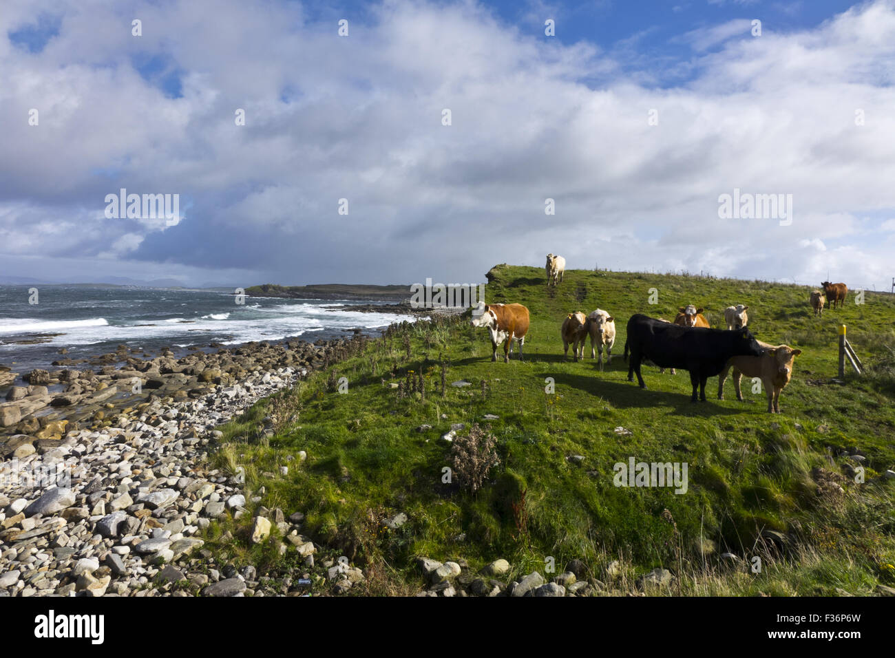 Irish cattle cows Stock Photo - Alamy