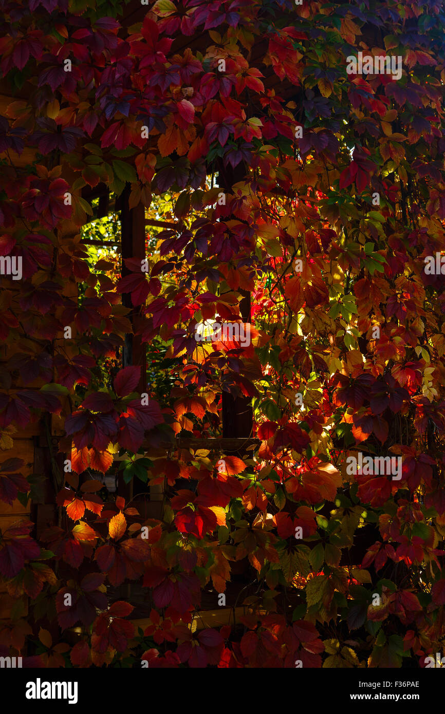 Grapes leaves painted in different colors by autumn Stock Photo - Alamy