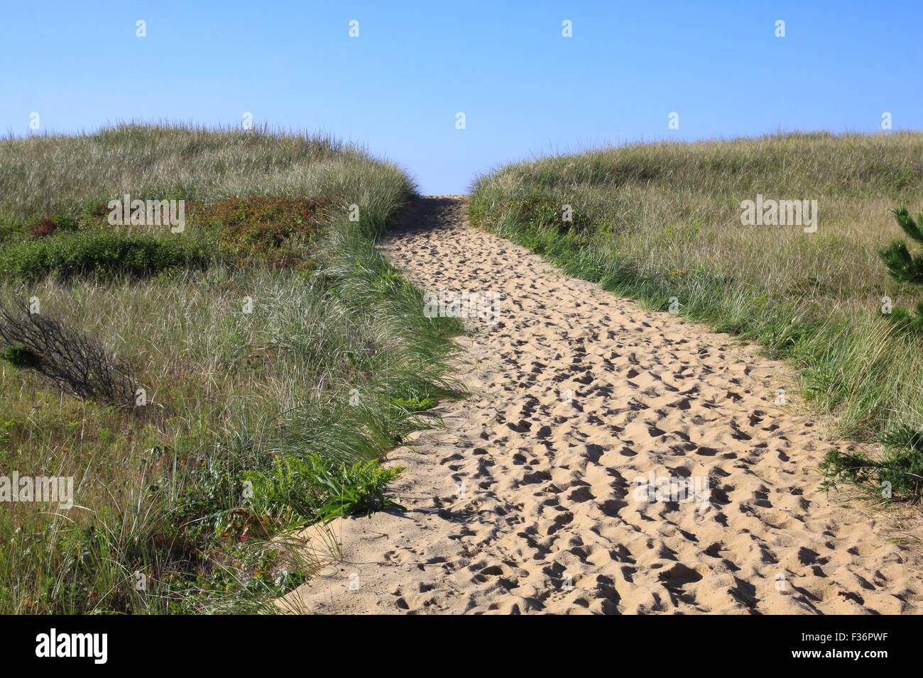 Martha's Vineyard Dune Path Stock Photo - Alamy