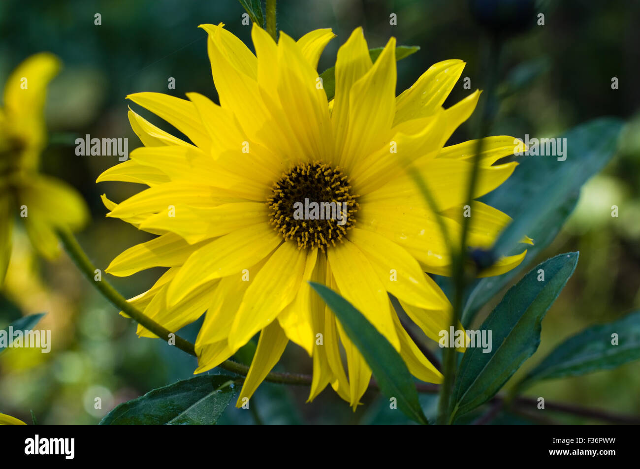 Perennial sunflower hi-res stock photography and images - Alamy