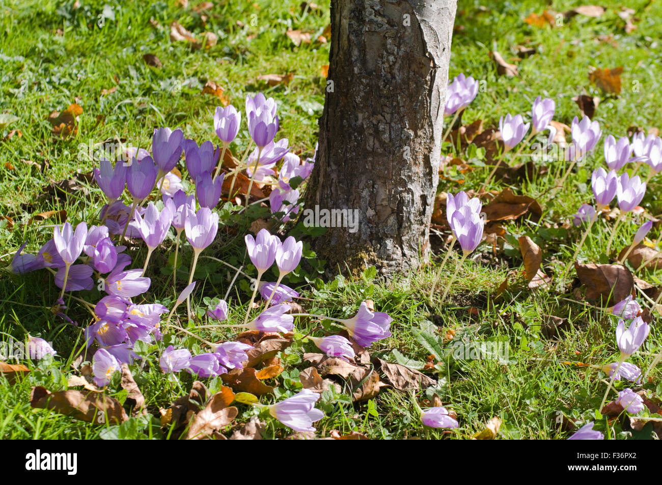 Garden flowers leaves hi-res stock photography and images - Alamy