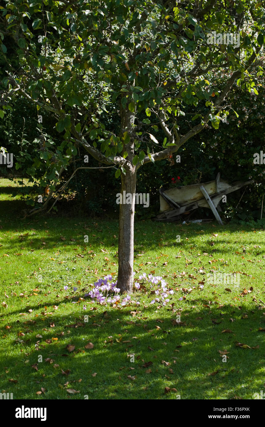 Crocuses and leaves hi-res stock photography and images - Alamy