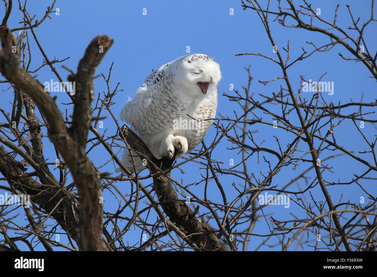 Snowy owl perched in a tree with open beak Stock Photo - Alamy