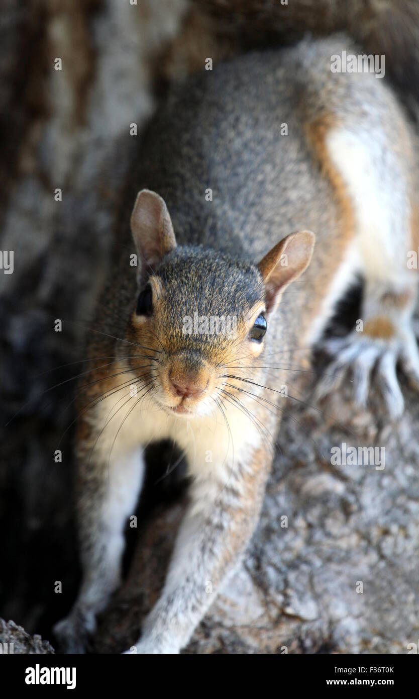 Gray squirrel facing the camera Stock Photo - Alamy