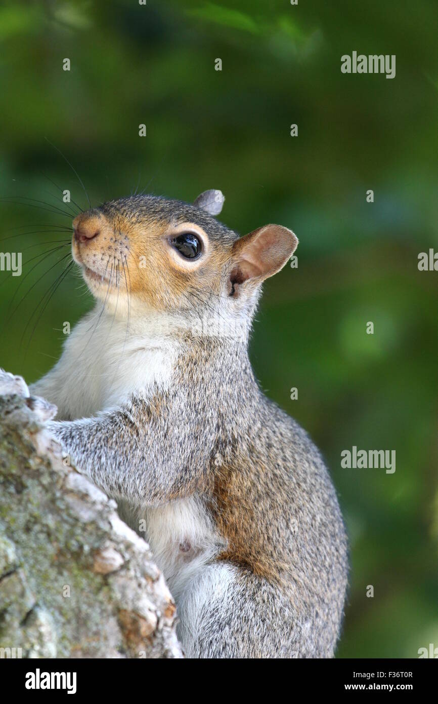 Squirrel tree look to camera hi-res stock photography and images - Alamy
