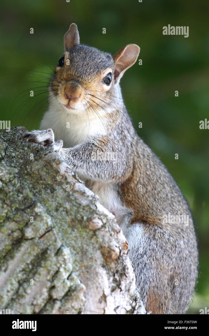 Animal thief camera hi-res stock photography and images - Alamy