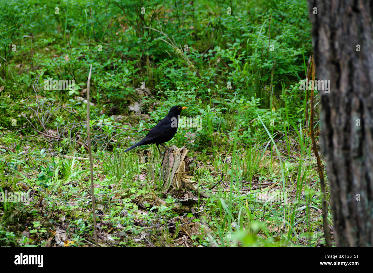 Forrest bird hi-res stock photography and images - Alamy