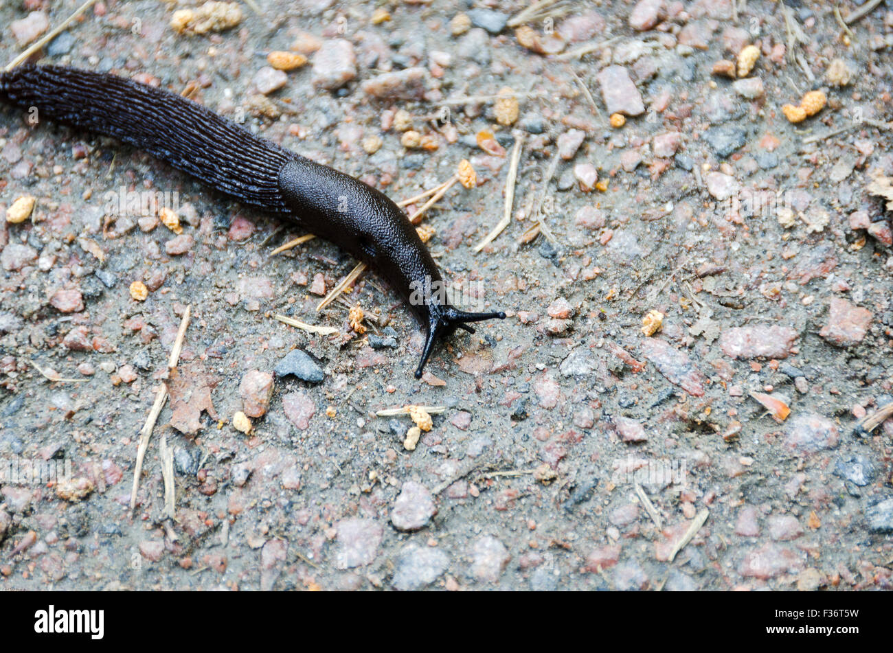 one black slug on the road moving forward Stock Photo - Alamy