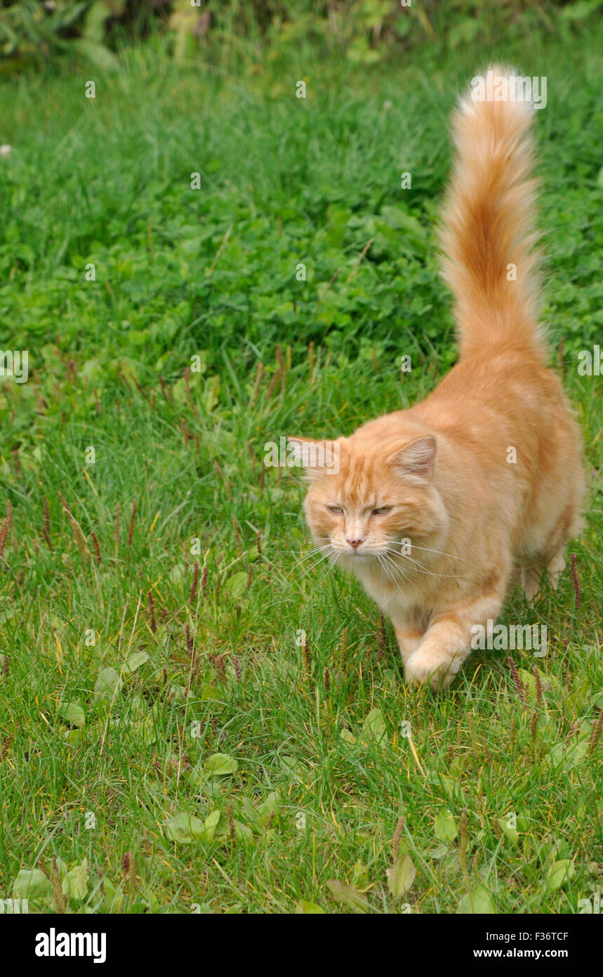 Vertical cute ginger cat hi-res stock photography and images - Alamy