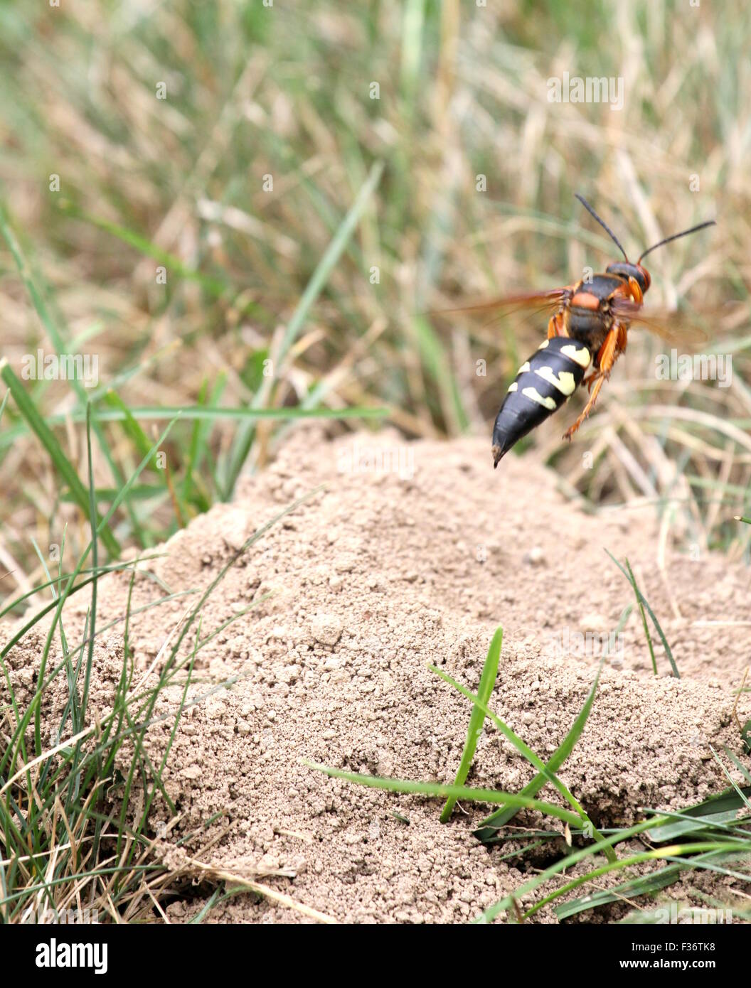 Cicada killer wasp hi-res stock photography and images - Alamy