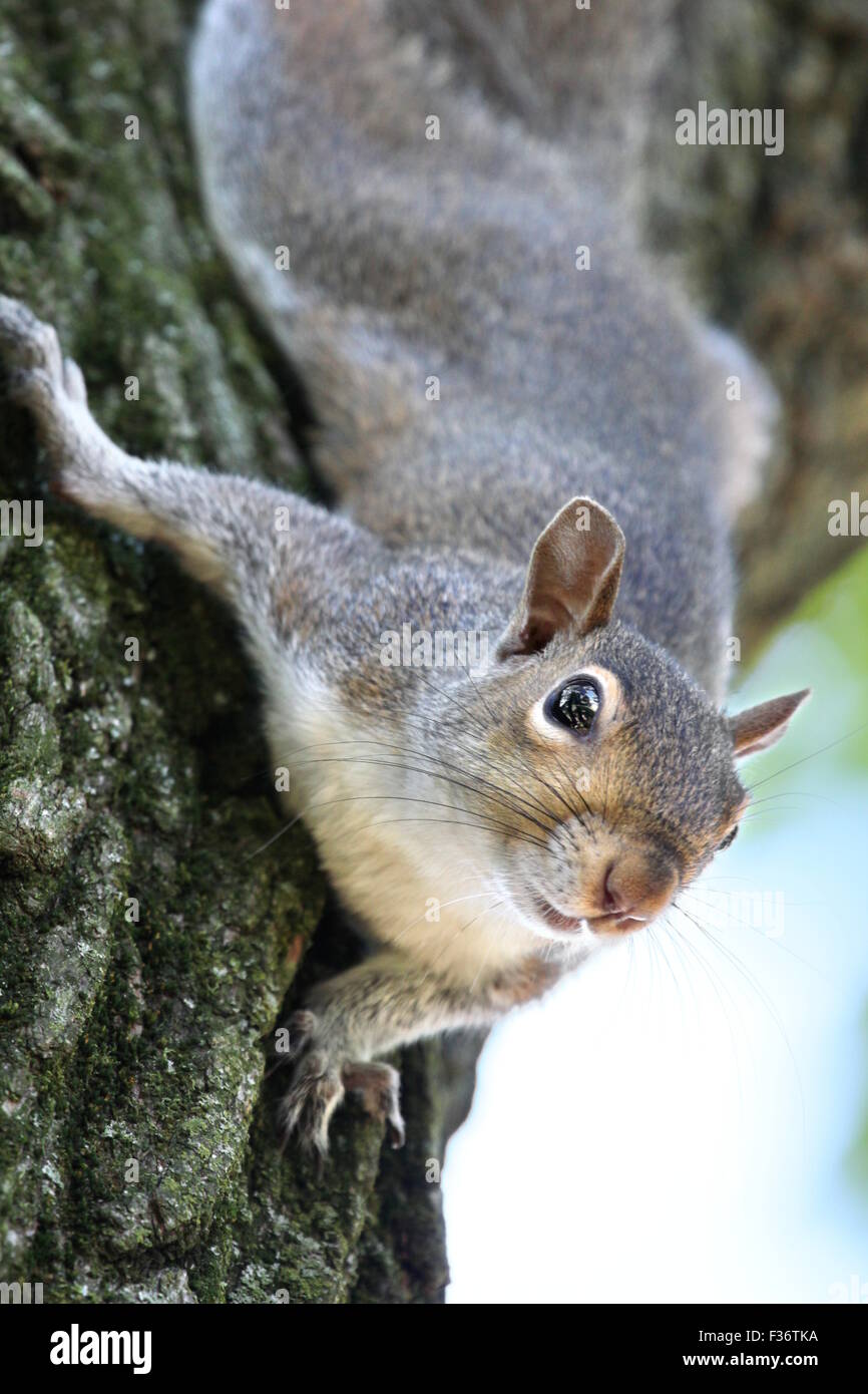 Gray squirrel looking down at the camera Stock Photo - Alamy