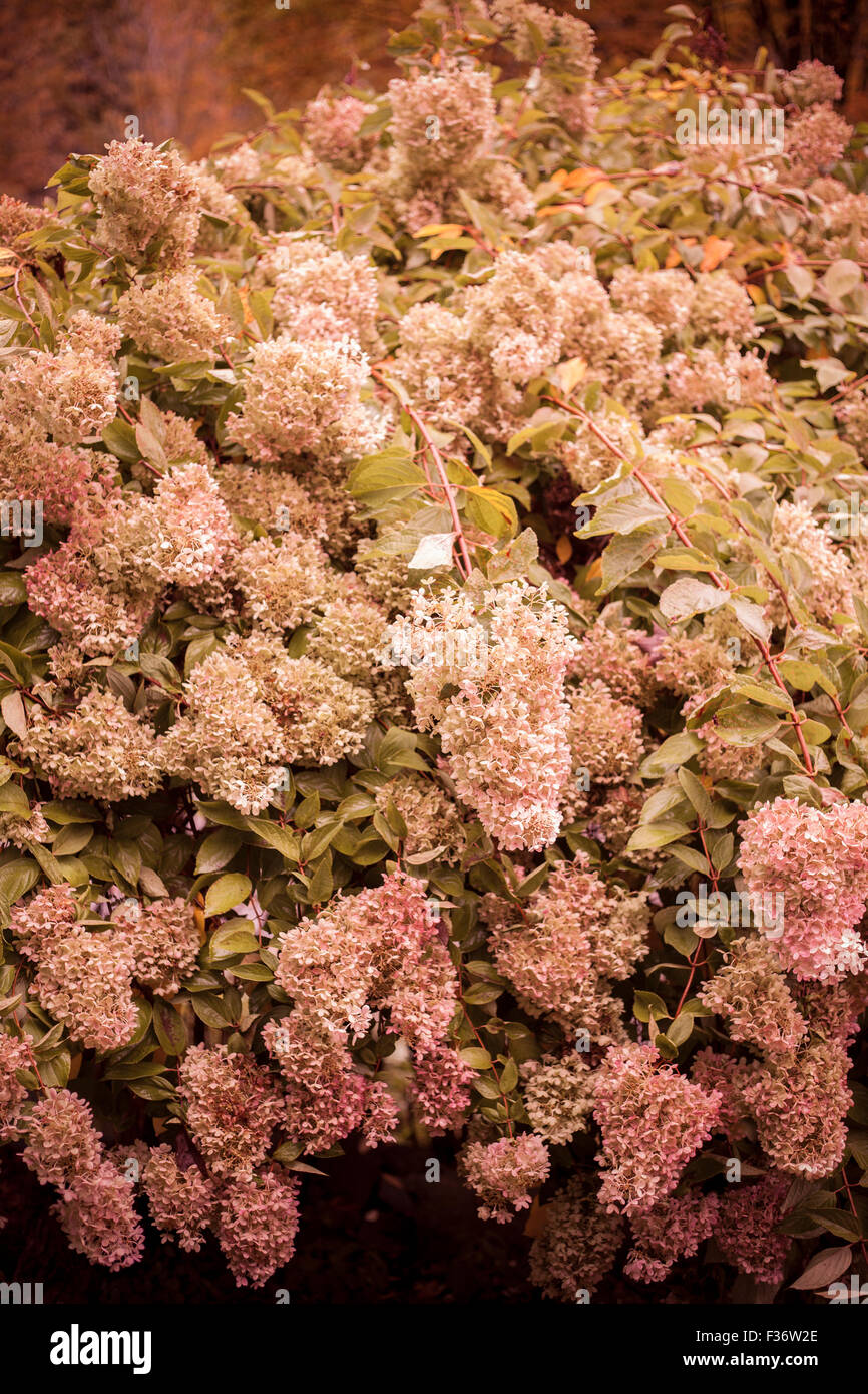 Pinky, flowers, hydrangea, bush, trees, tree, white, snow ball Stock ...