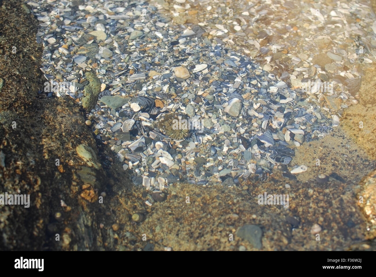 Pebbles and shells in a tide pool Stock Photo - Alamy