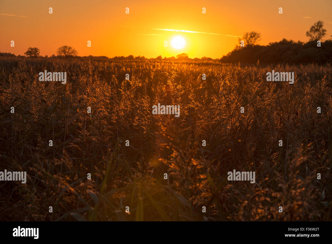 Cambridgeshire fen family hi-res stock photography and images - Alamy