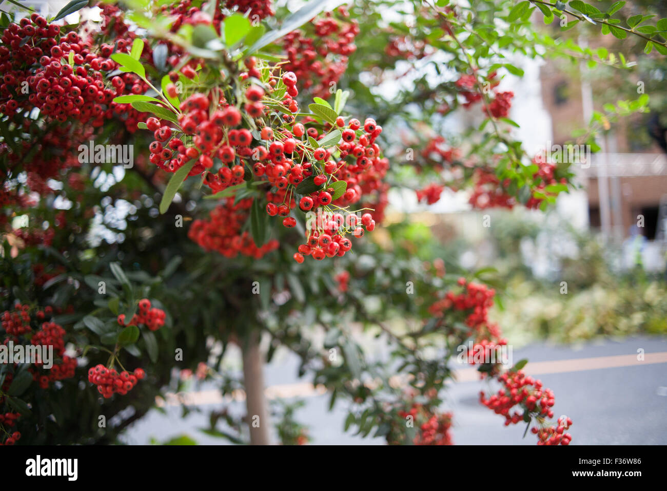 Bright red berries on branches with background depth of field Stock ...
