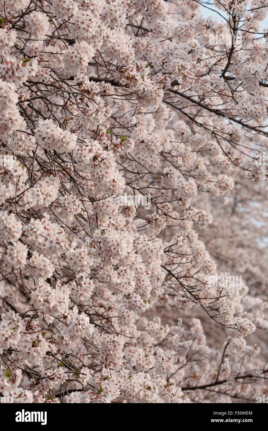 Cherry blossoms filling the screen portrait Stock Photo - Alamy