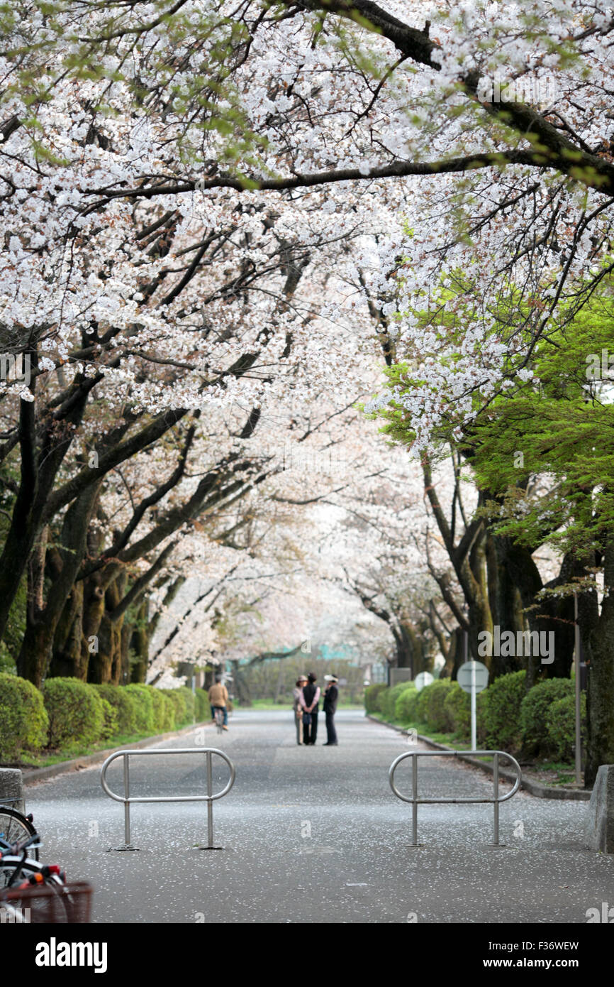 Cherry blossom tree tunnel with people in the center on road Stock ...