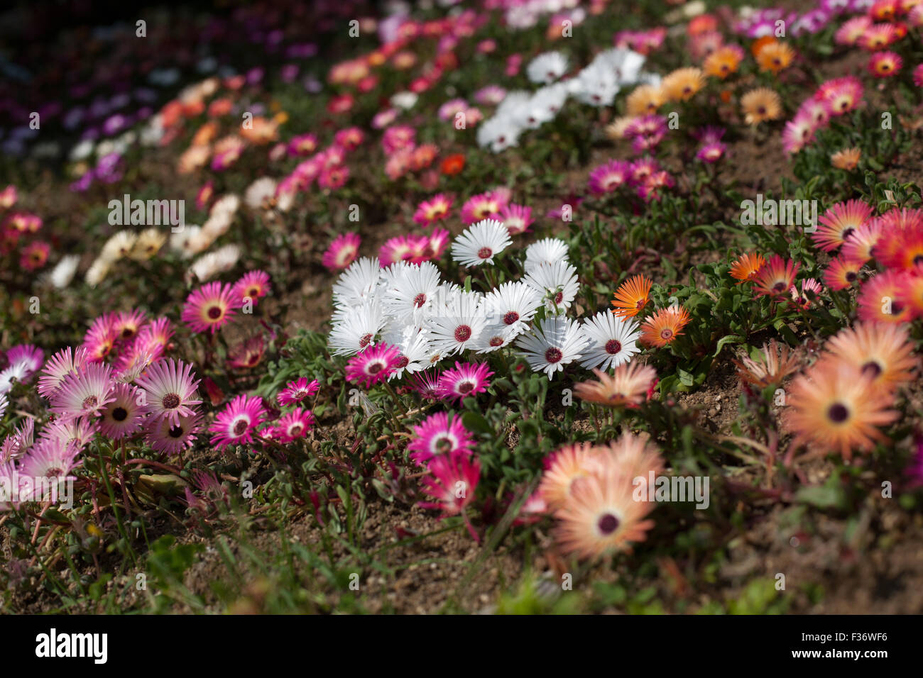 Spring flowers with depth of field Stock Photo - Alamy
