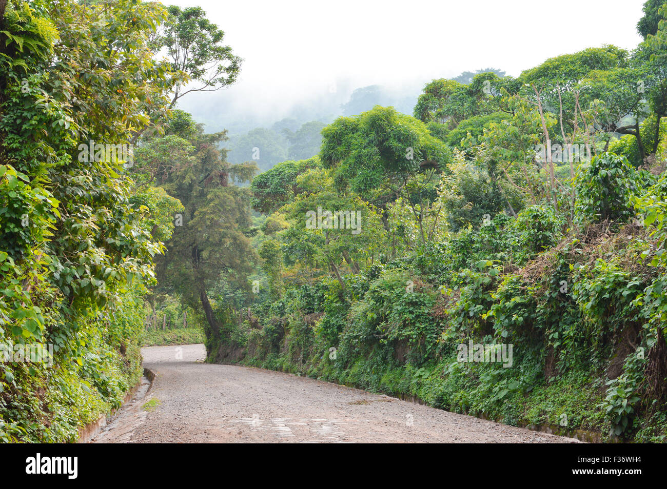 Path through rich highlands vegetation along the caffeinated community ...