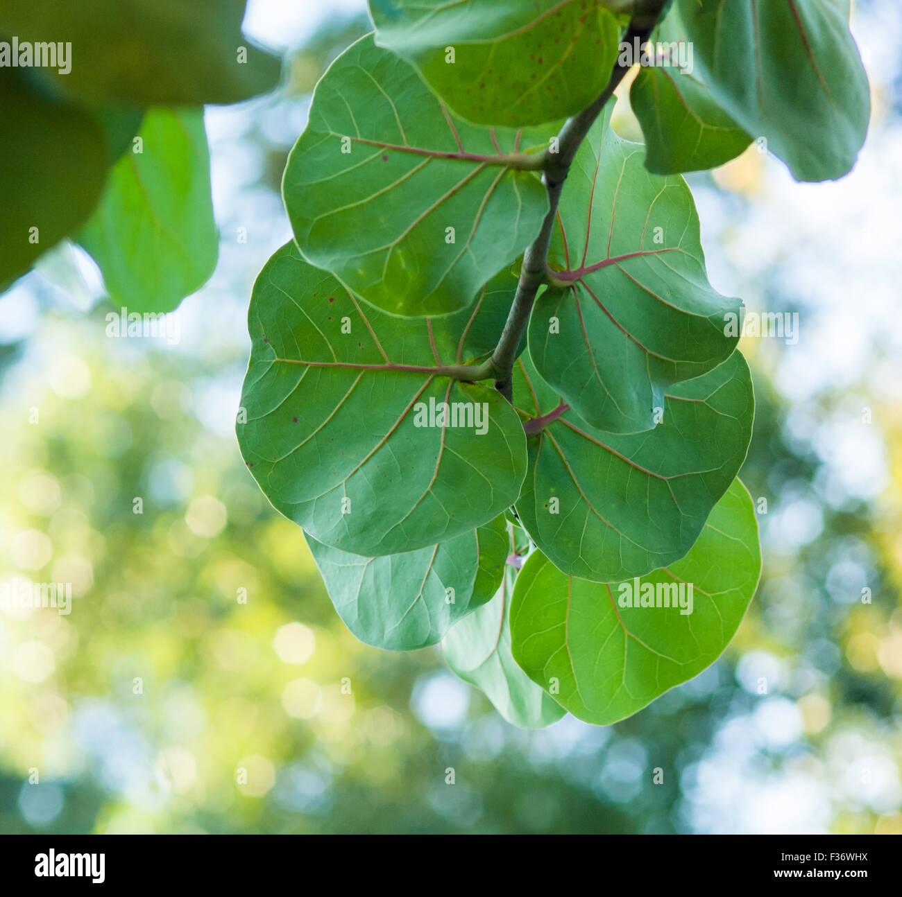 Sea grape tree hi-res stock photography and images - Alamy