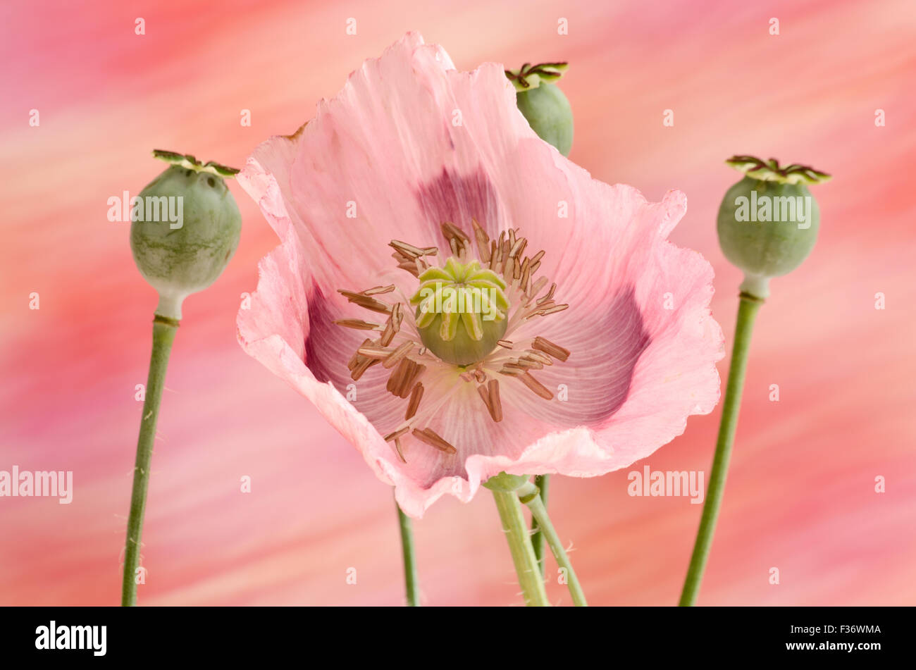 Flower Seed Pods High Resolution Stock Photography and Images - Alamy