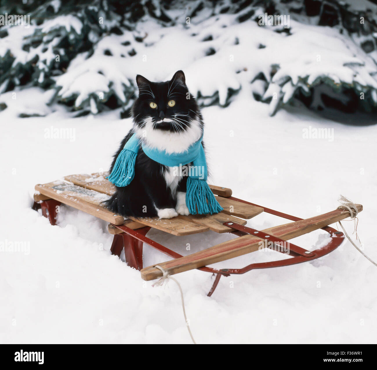 black and white tuxedo cat wearing a scarf enjoys being on a vintage ...