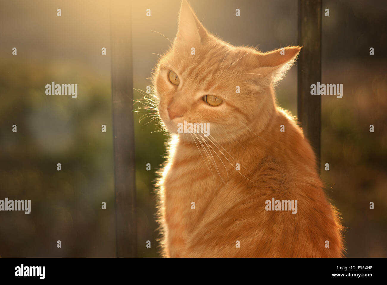 cute cat at the sun light golden light Stock Photo - Alamy