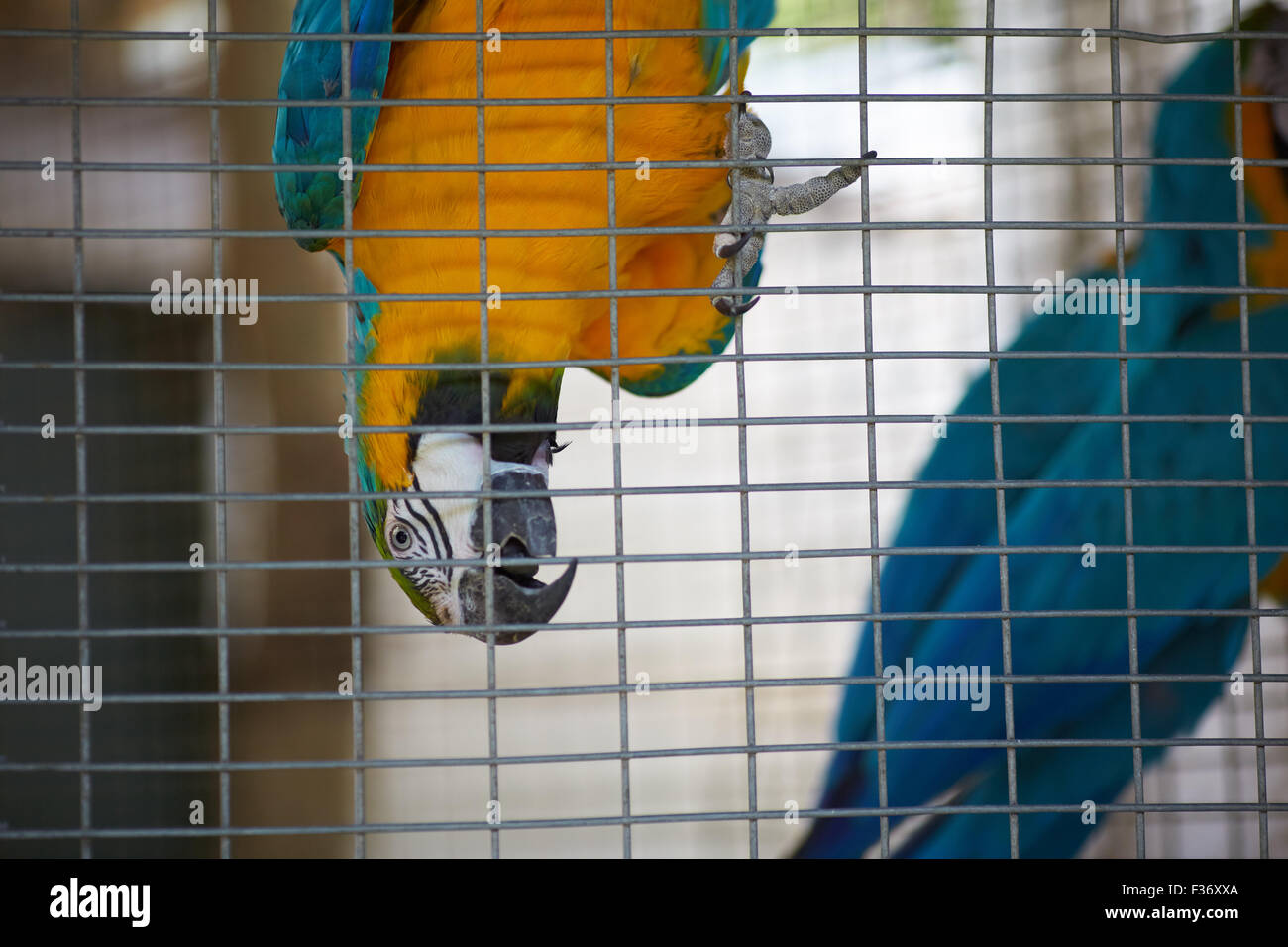 macaw parrots in a cage Stock Photo - Alamy