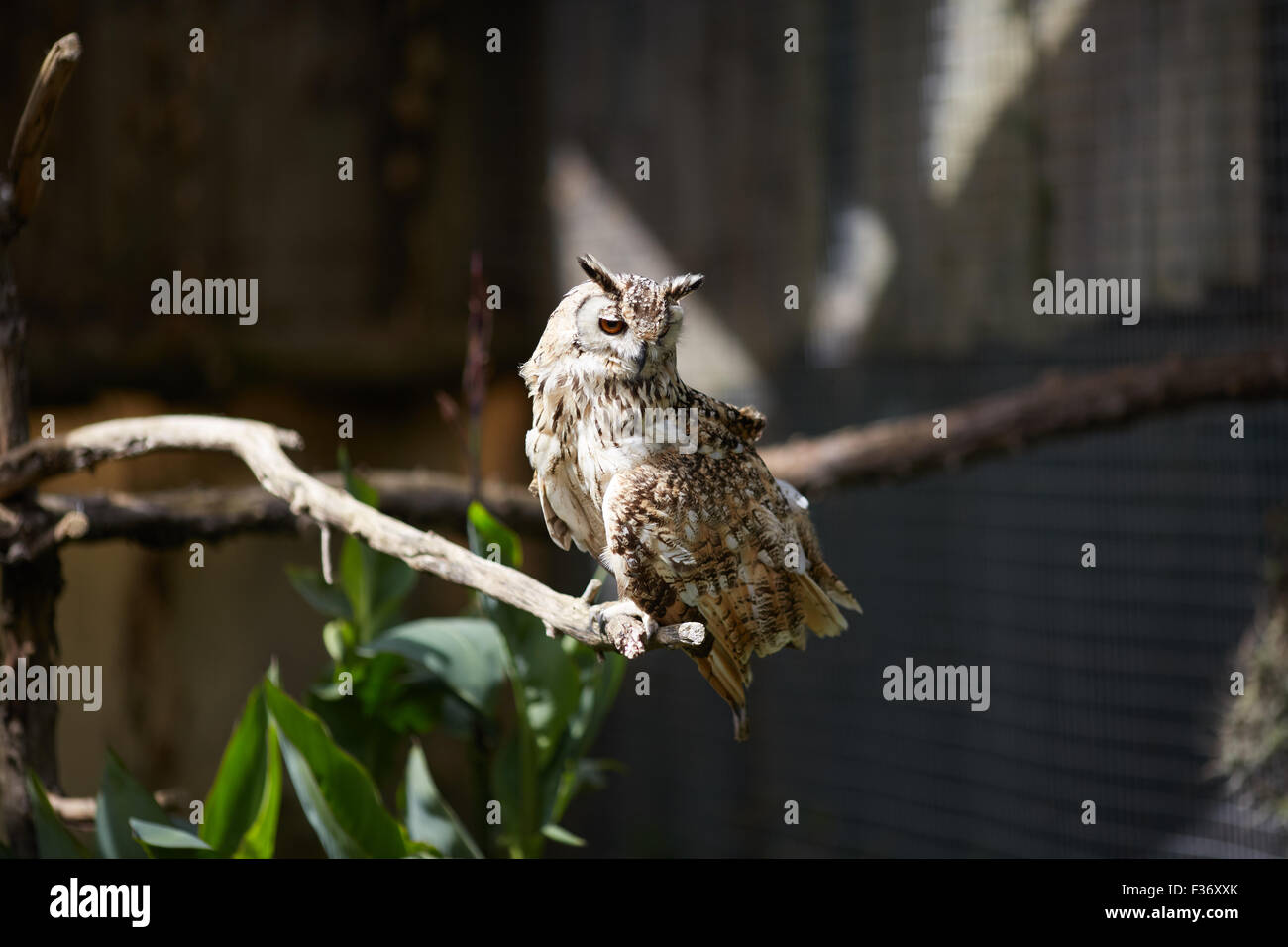 owls in the zoo of South Africa Stock Photo - Alamy