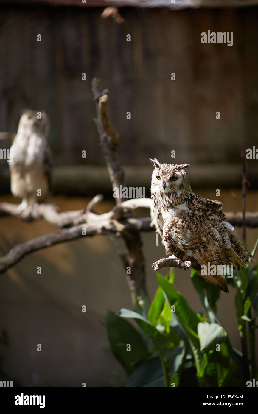 owls in the zoo of South Africa Stock Photo - Alamy