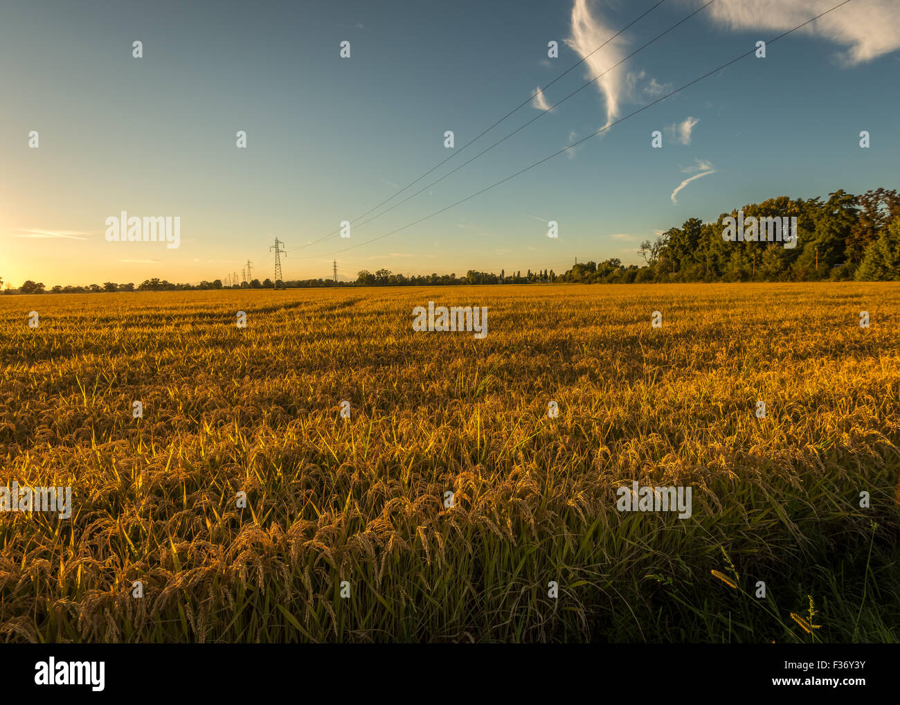 Rice field italy hi-res stock photography and images - Alamy