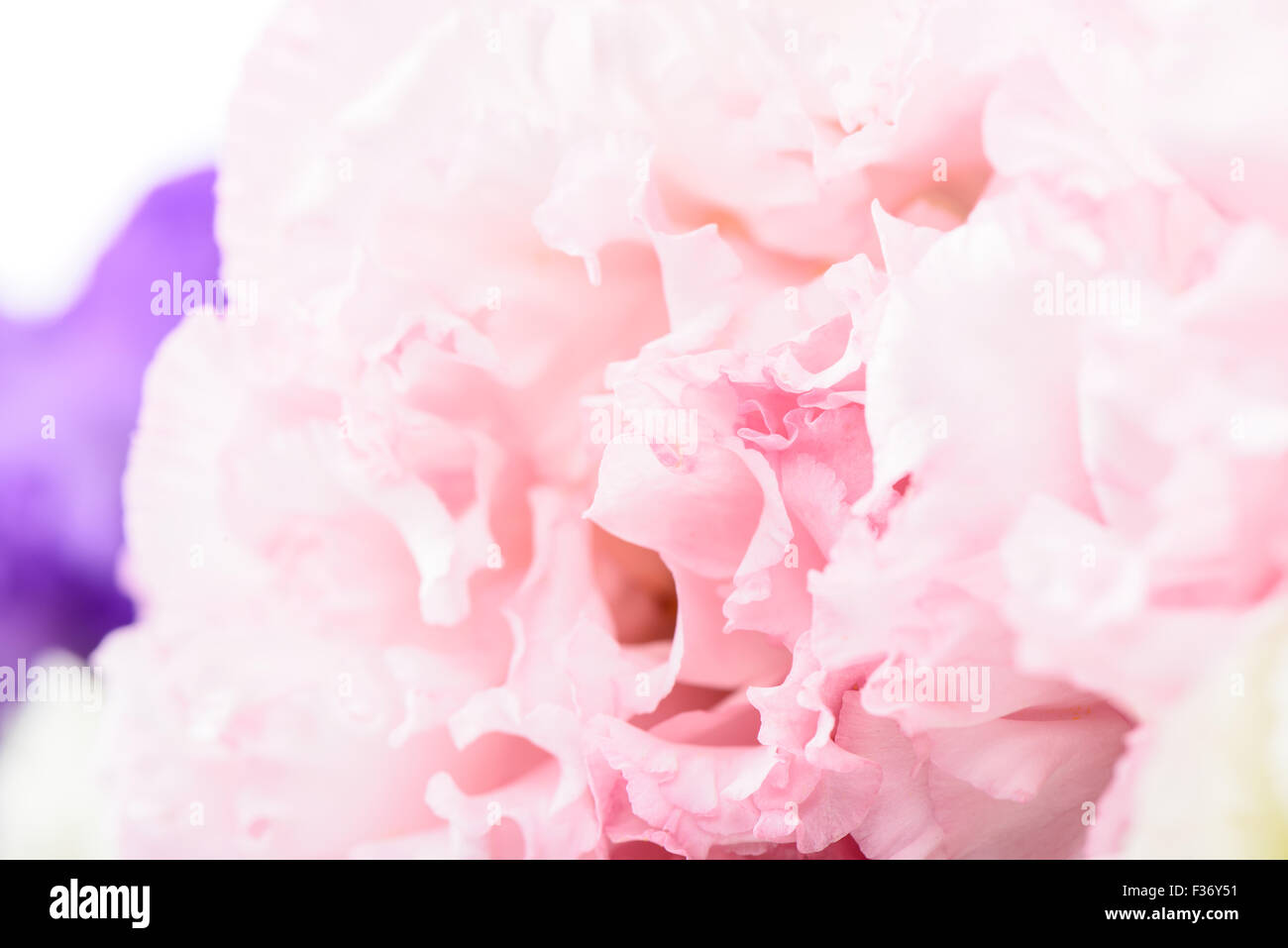 Carnation texture hi-res stock photography and images - Alamy