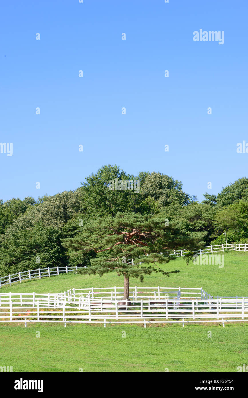 Single tree in a meadow hi-res stock photography and images - Alamy