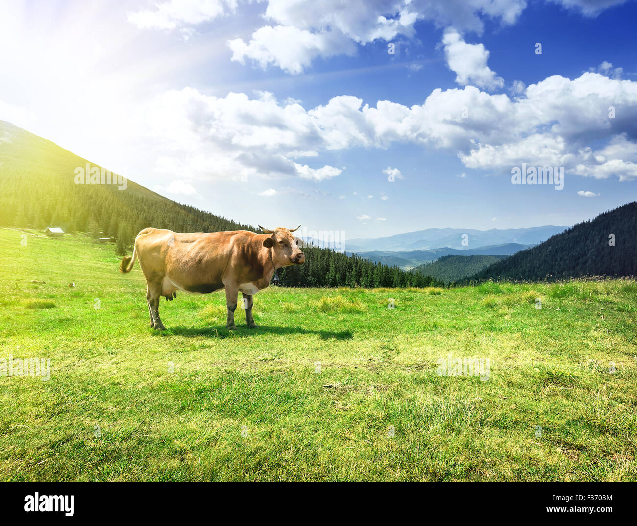 Beige cow on lush pastures under daylight sky Stock Photo - Alamy