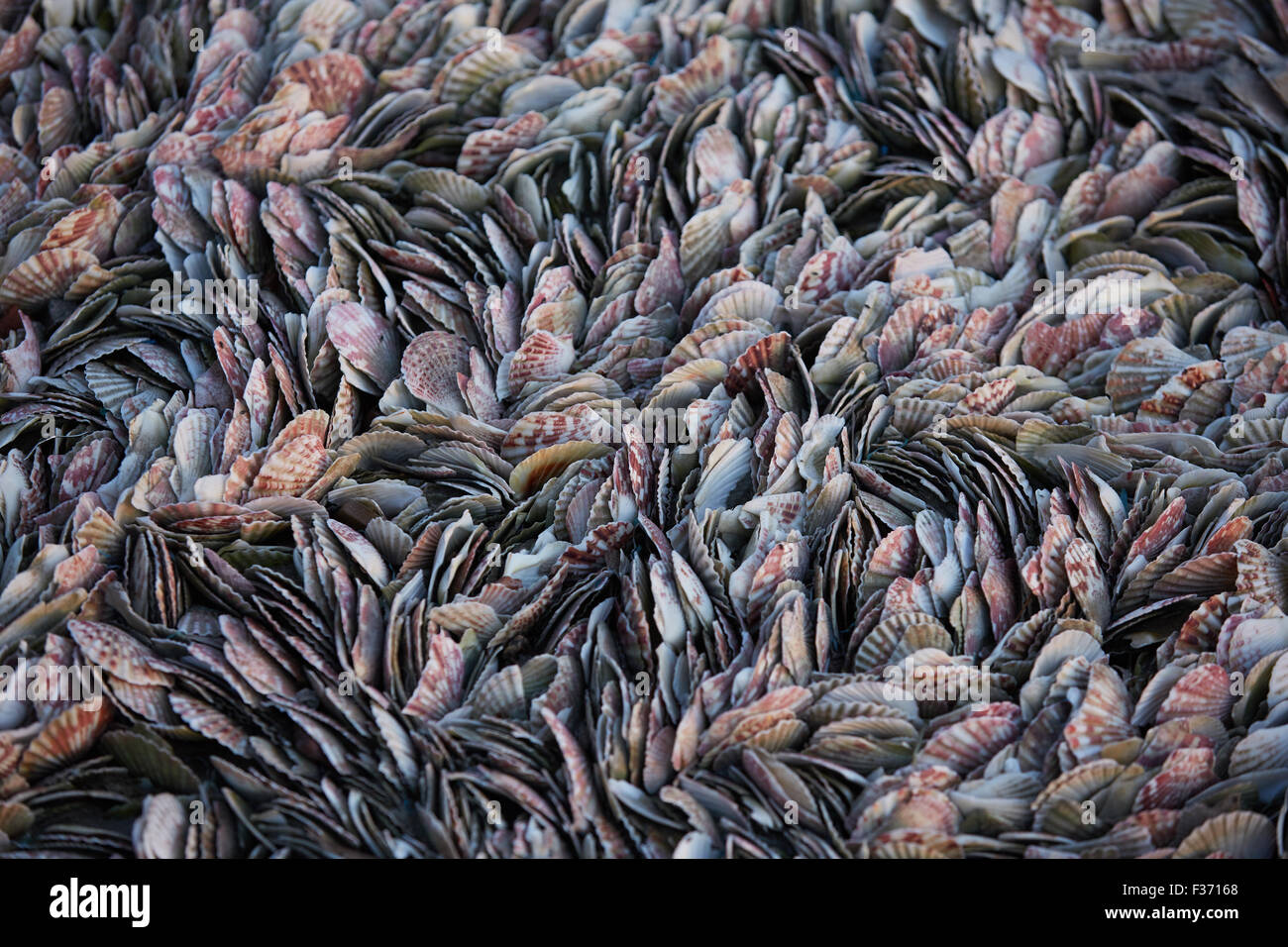 texture set of mollusk shells, mussels Stock Photo - Alamy