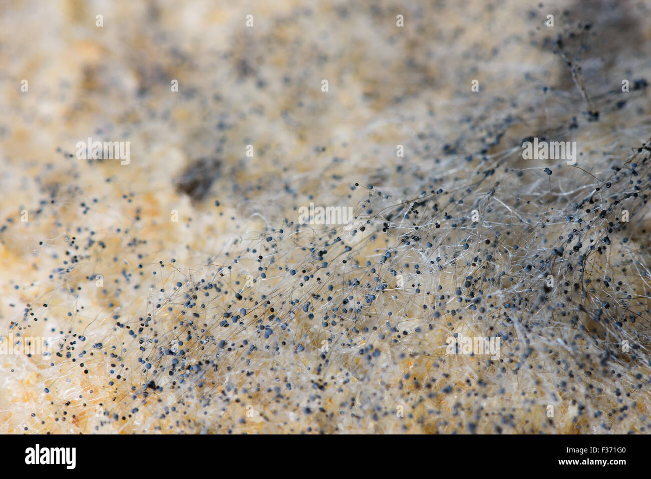 Black bread mold hi-res stock photography and images - Alamy