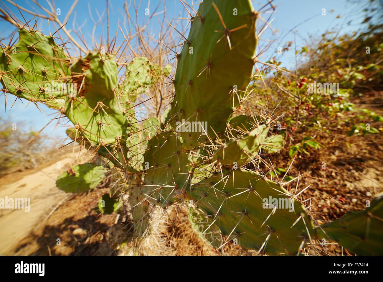 flat cactus with long thorns growing on dry land, among the dry plants ...